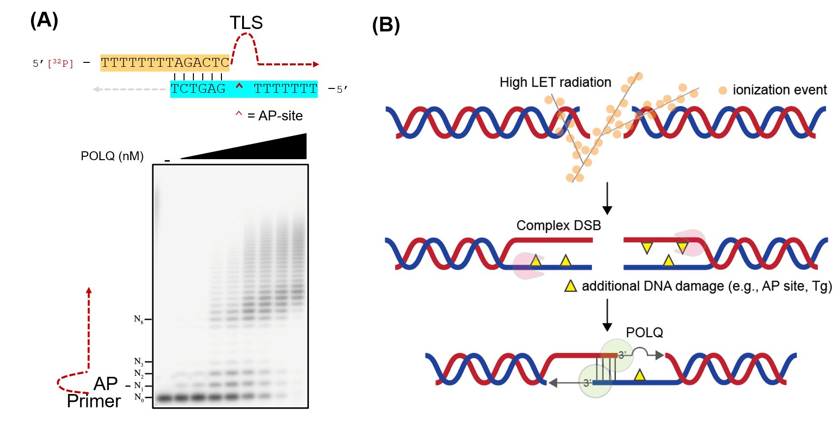 Cơ chế sửa chữa tổn thương DNA do liệu pháp xạ trị thế hệ mới - Ae ...